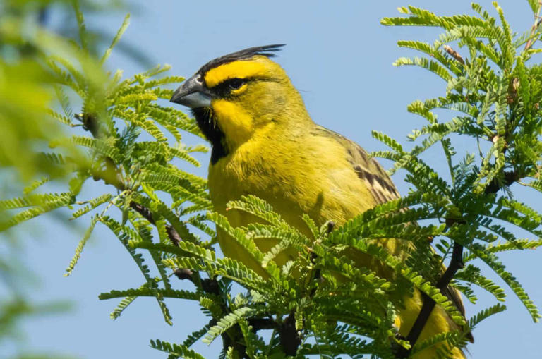 The yellow cardinal with a 1 in a million genetic mutation