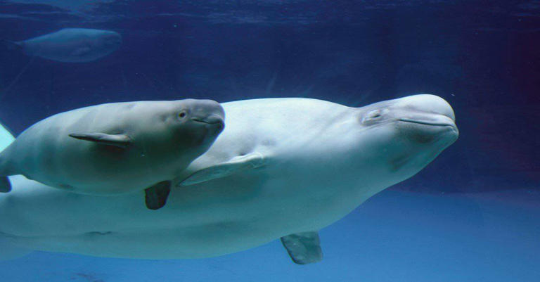 600 belugas reveal a surprising mating strategy hidden under Arctic ice