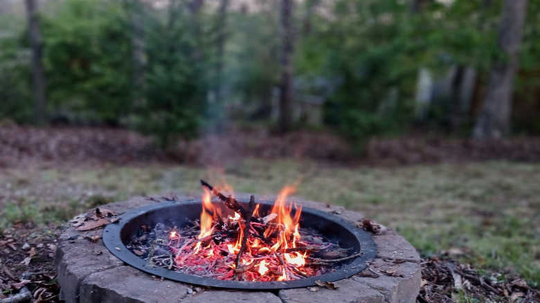 Don't let its beauty fool you: The flammable tree you might not want in ...