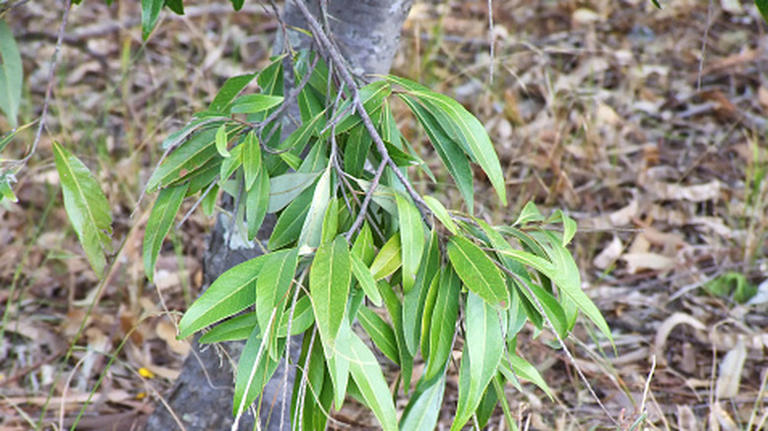 Don't let its beauty fool you: The flammable tree you might not want in ...