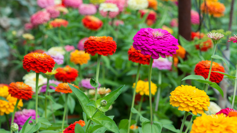14 flowers you should plant in June for dazzling summer blooms