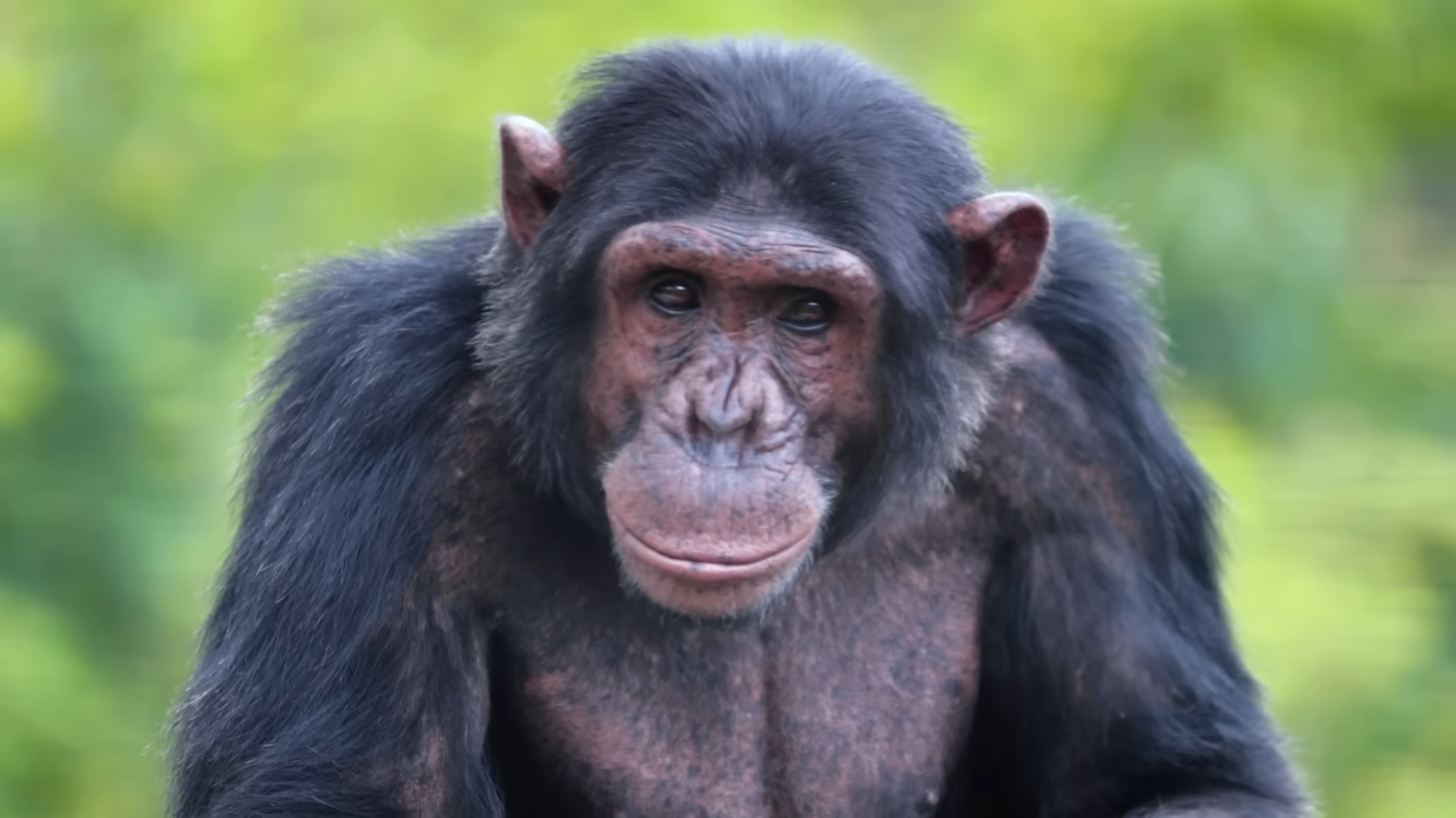 Watch what happens when a chimpanzee snaps – even lions back off