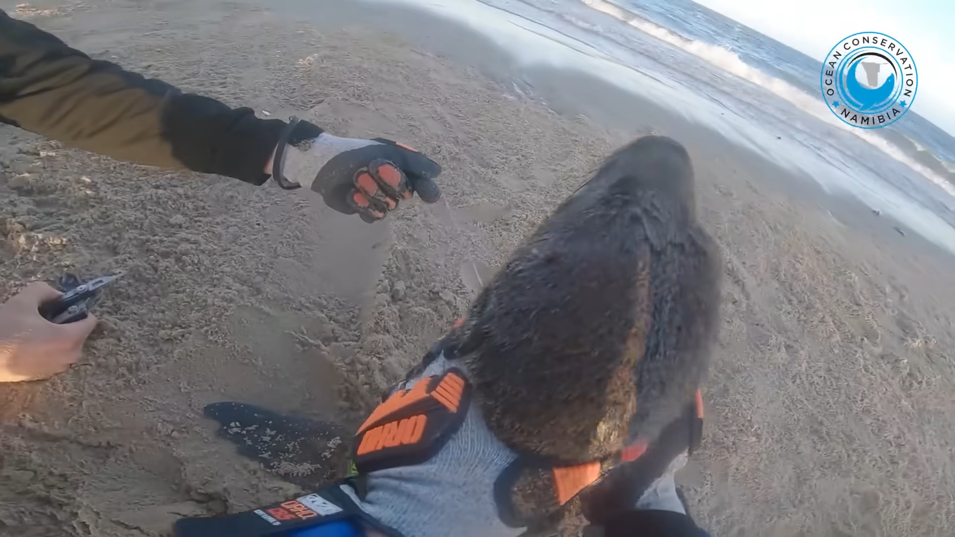 Watch this exhausted baby seal cry after being rescued