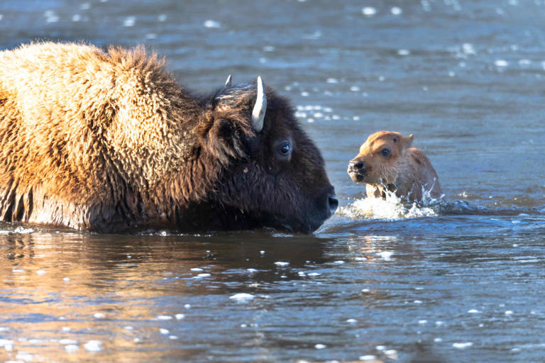 Sacred and incredibly rare white bison calf arrives in Iowa