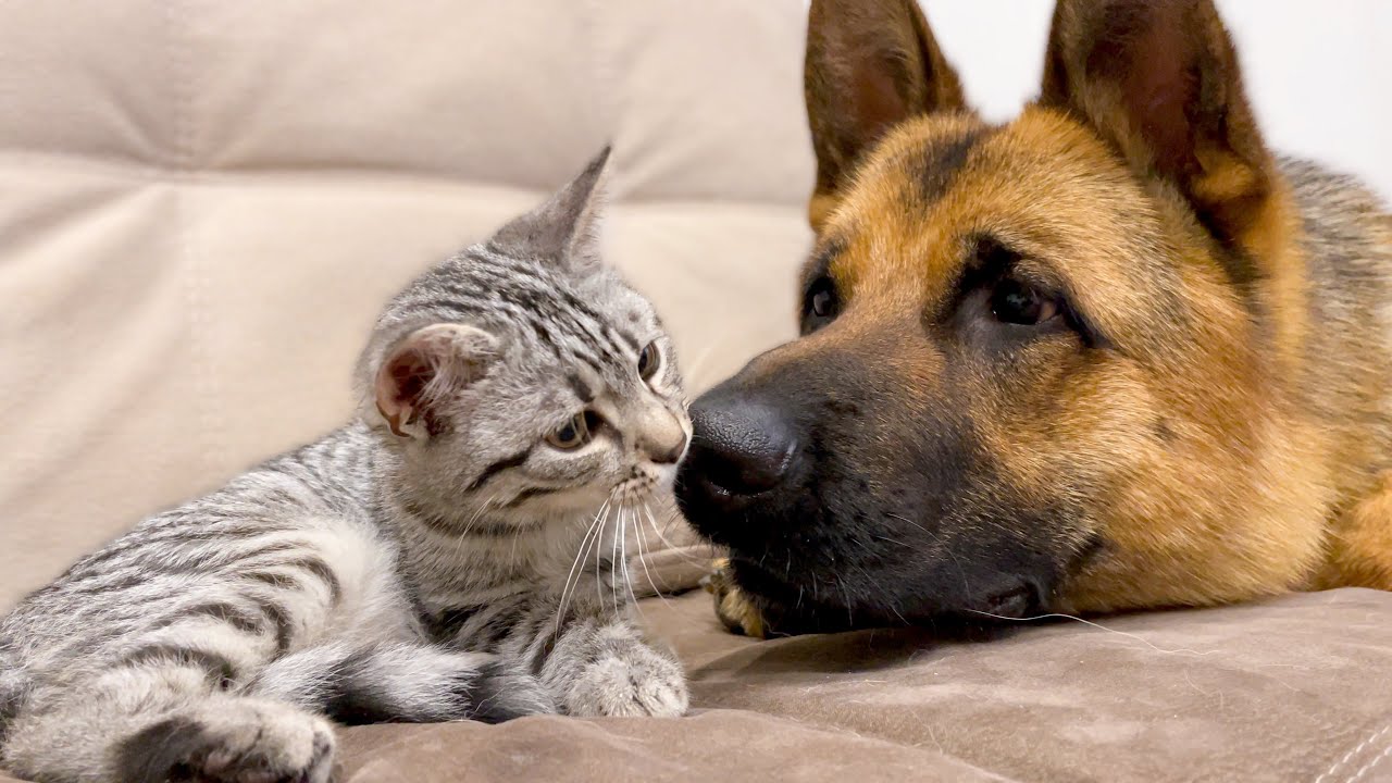German shepherd dog shows love to a tiny kitten