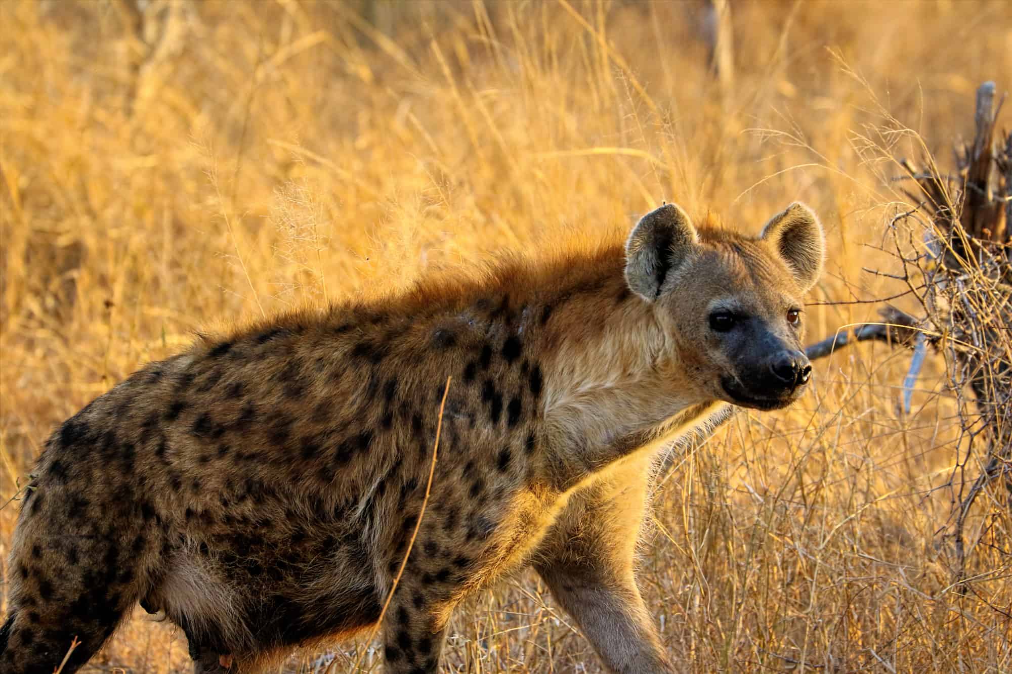 A massive snake swallowed a 150-pound hyena whole