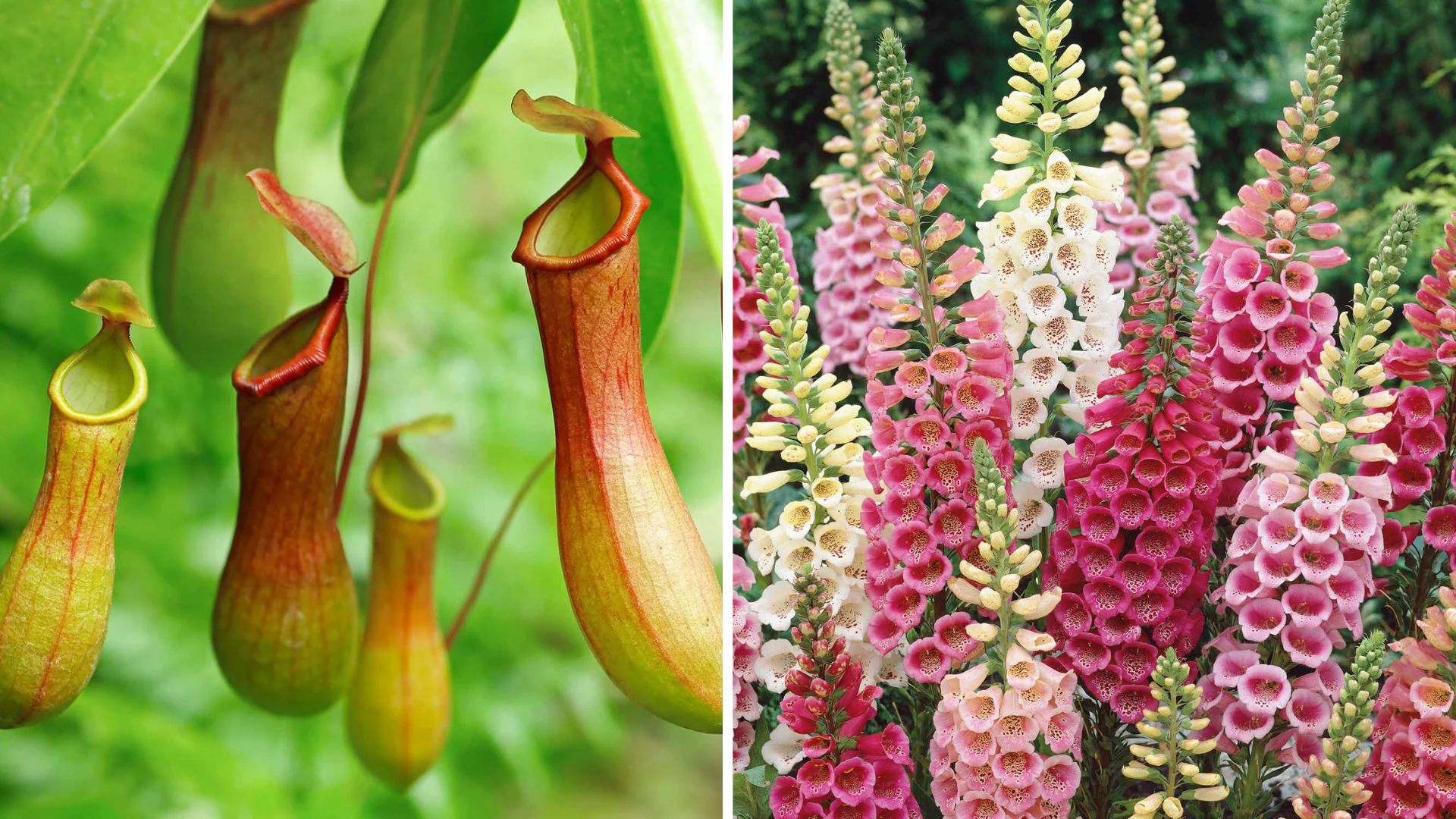 20 plants that fight back and protect themselves from predators