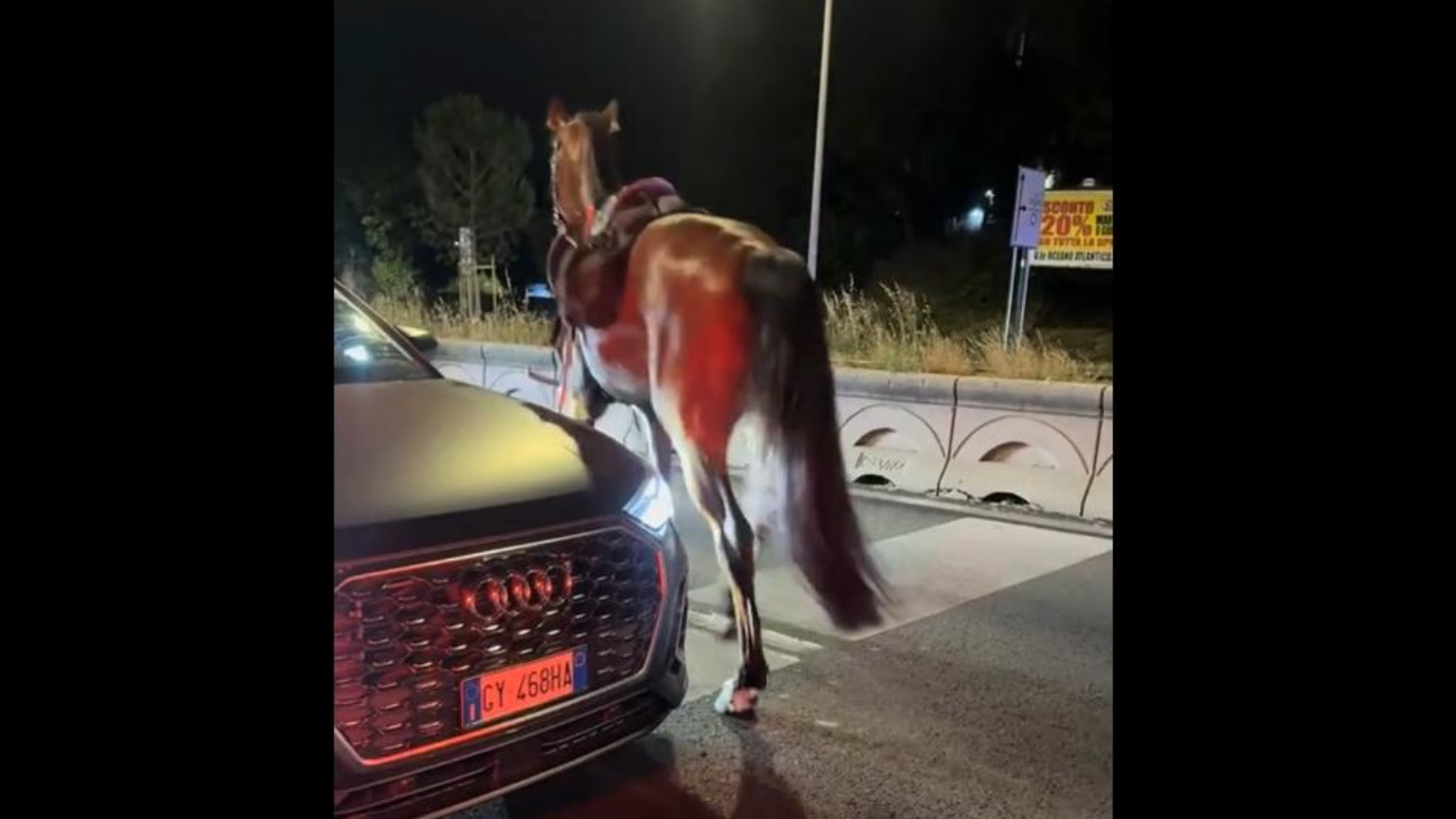 Cavalli della parata del 2 giugno in fuga, spaventati da botti. Quattro ...