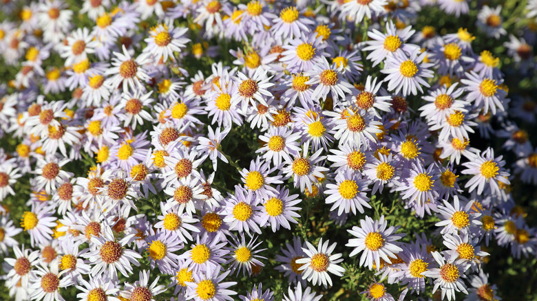 12 companion plants that can take the summer heat alongside Veronica