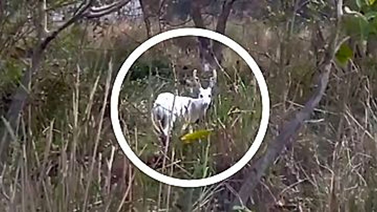Rare albino deer spotted roaming, stuns wildlife experts