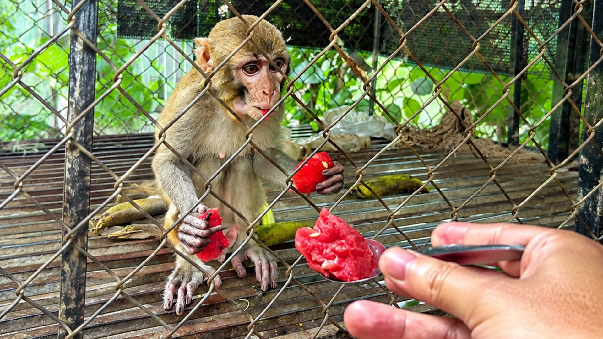 A curious monkey tries to get more fruit from human hand