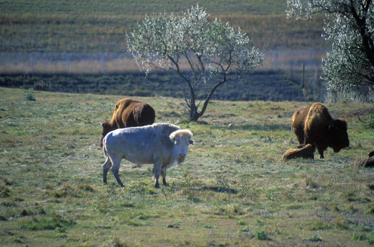 Sacred and incredibly rare white bison calf arrives in Iowa