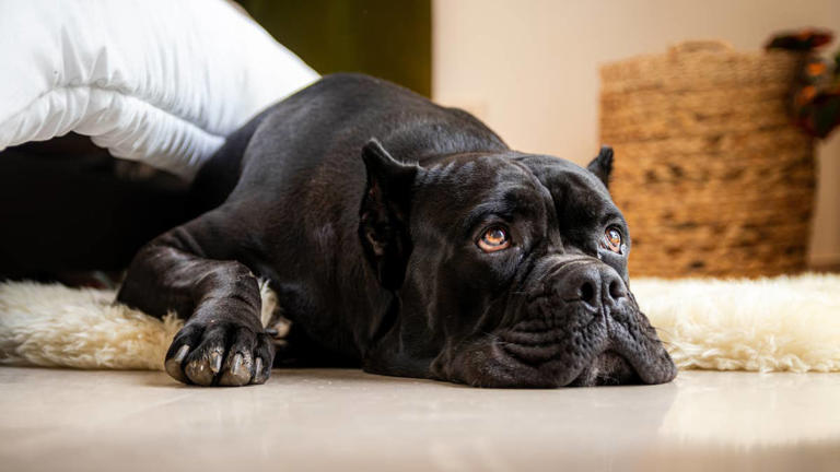 People are cracking up over what this 150-pound Cane Corso is terrified of