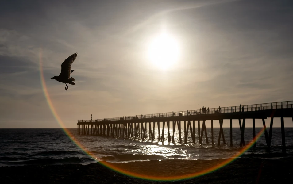 Rare tropical seabird off California sparks climate concerns
