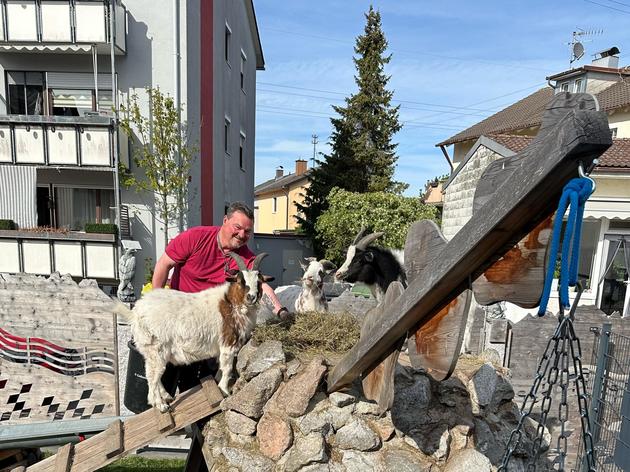 Ungewöhnliche Haustiere: Karlsfelder hält drei Ziegen mitten im Wohngebiet
