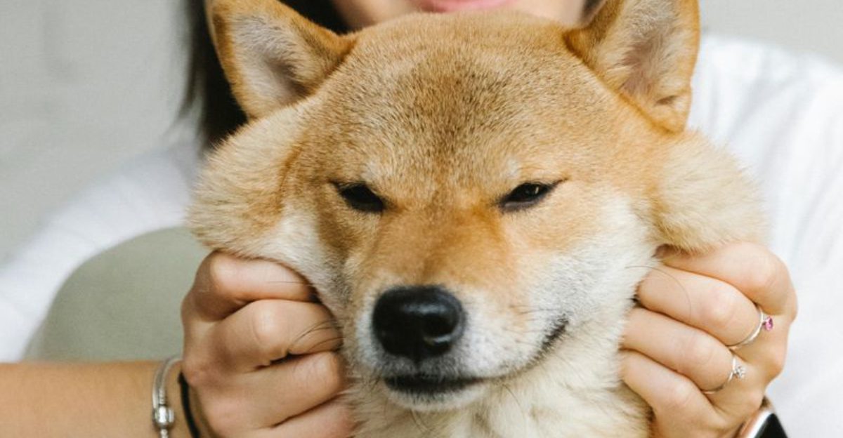 13 dog breeds so cat-like they confuse first-time owners constantly