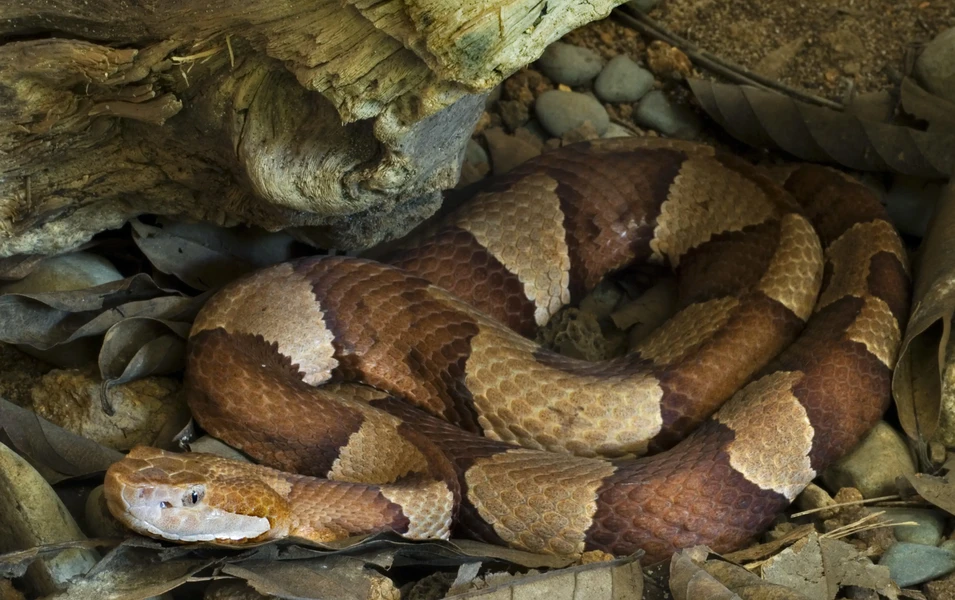 Copperhead safety tips every hiker should know