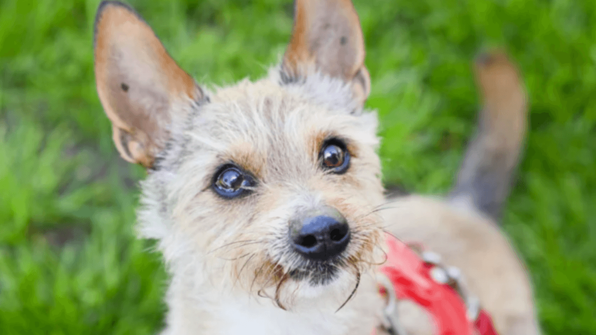 Hunde-Opa Bendix sucht ein letztes Zuhause