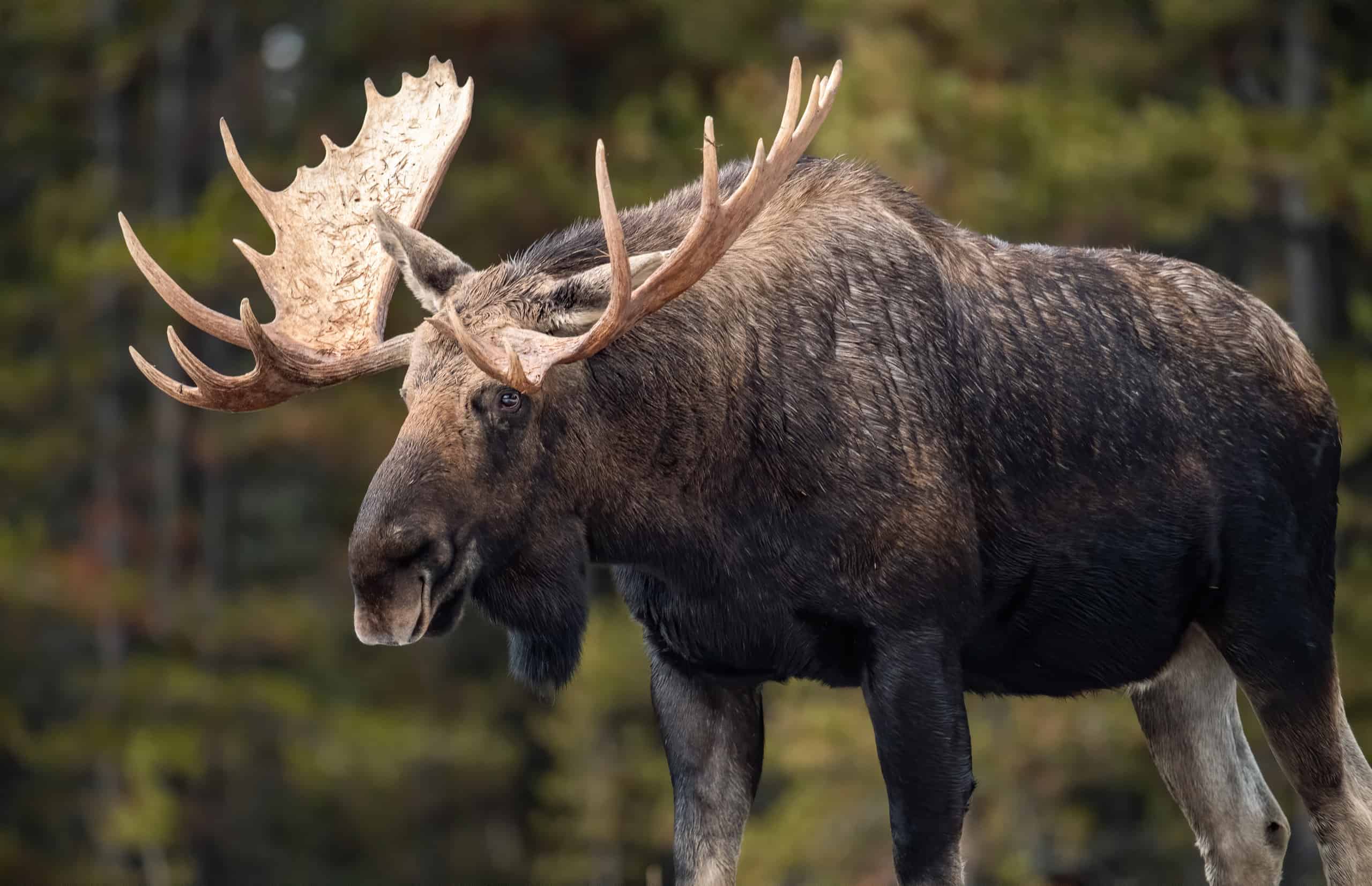 7 US states where moose hunting is still legal