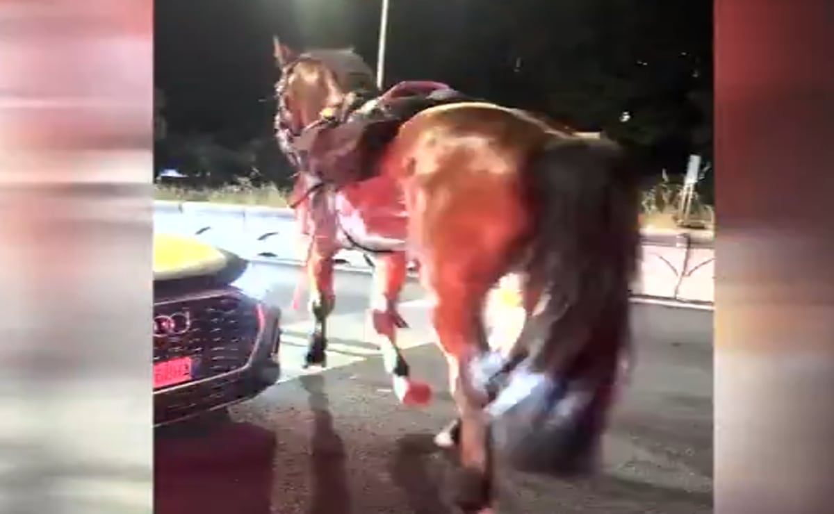 Video: Caballos escapan por una avenida de Roma; hay 3 personas heridas