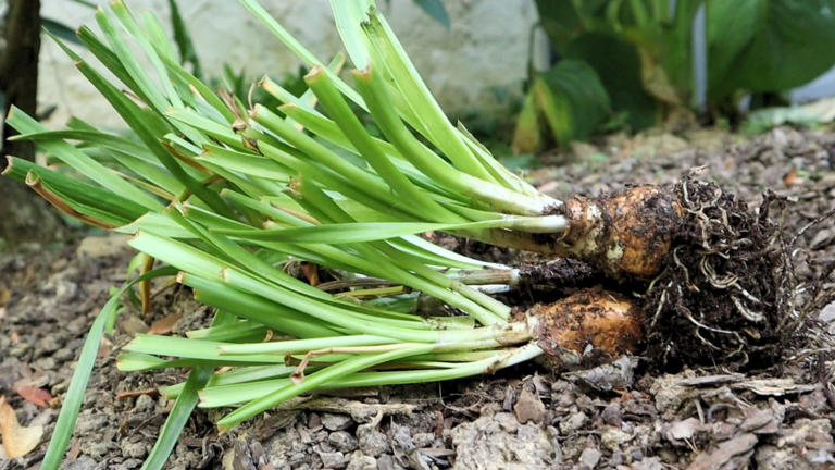 Do this to spring-flowering bulbs in May for an even bigger display ...