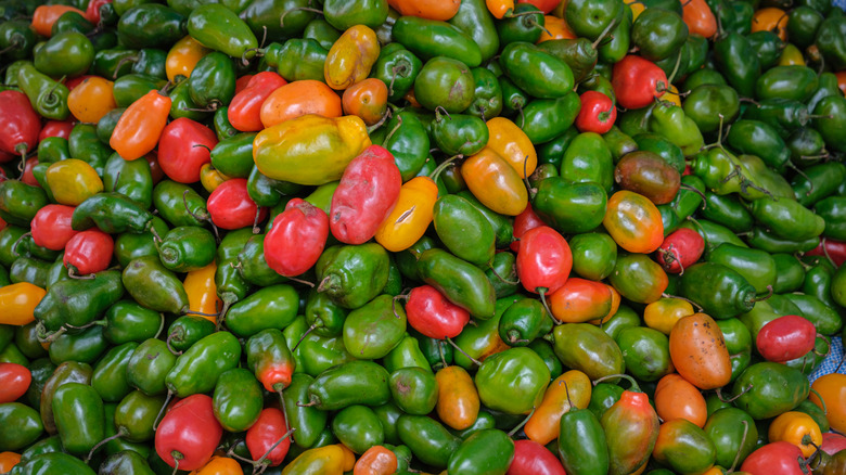 The low-maintenance pepper variety that gardeners turn to year after year