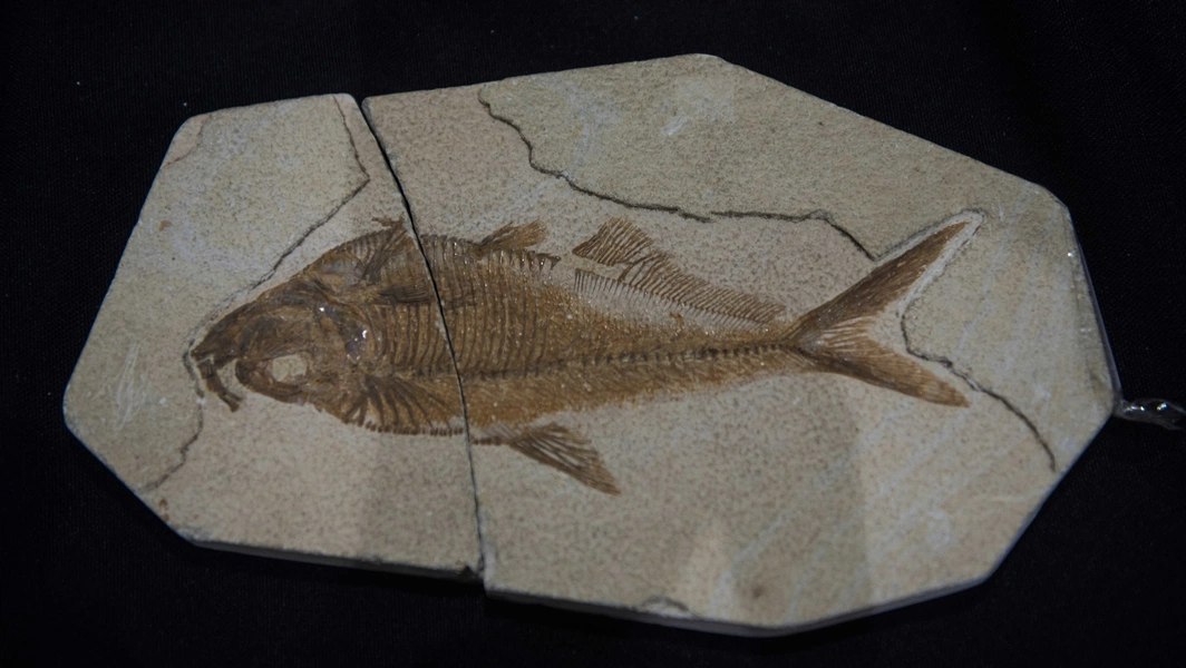 Remarkable fossils and ancient life of Utah