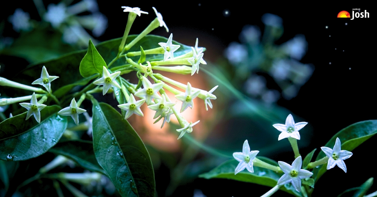 What is raat ki rani flower called in English?