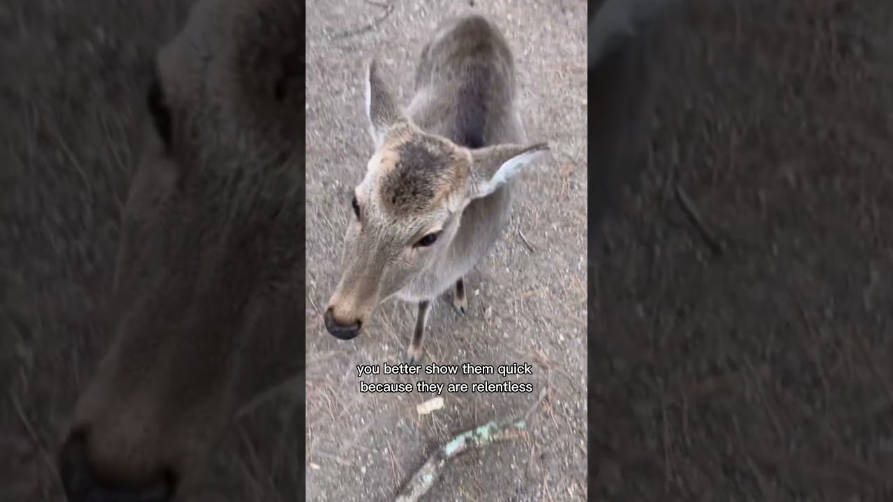 Why do deer bow in Japan? Find out!