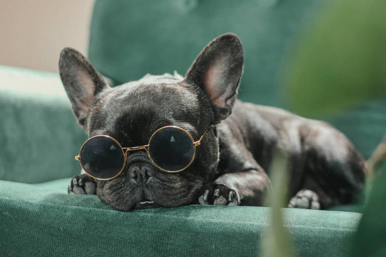 Goyard launches a luxury pet collection for chic pets and their pet parents