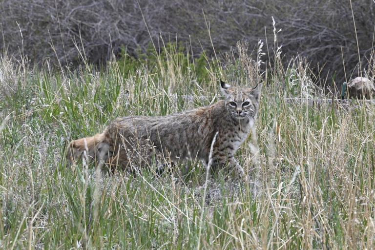 Bobcat released back into the wild in the San Luis Valley