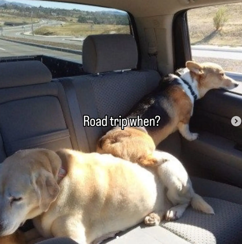 A weekend kiss of pupper memes for good luck