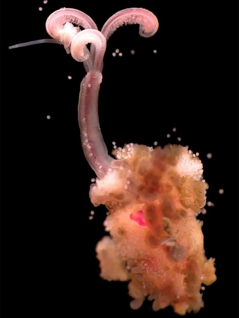 Scientists reveal the strange deep-sea creature that can devour an ...
