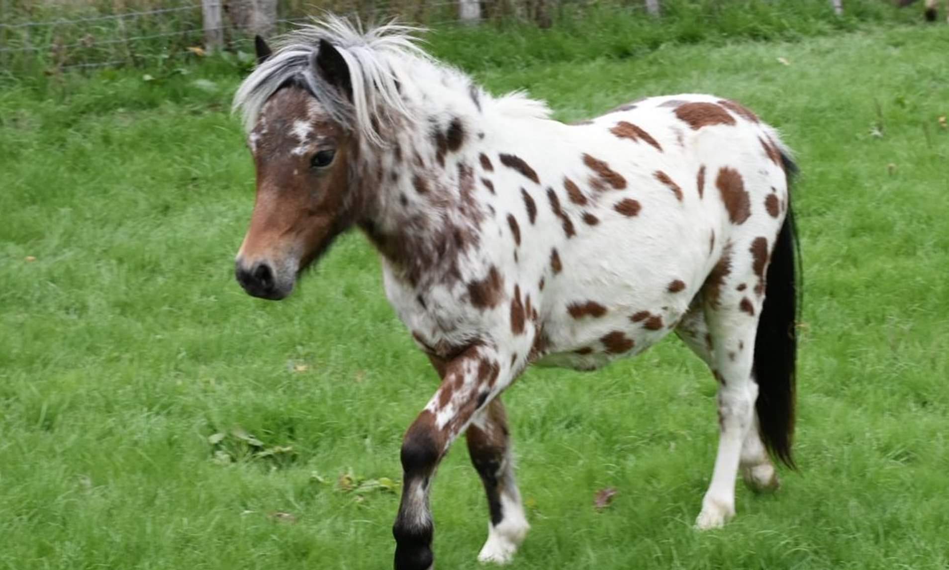 Hunt underway for two rare miniature horses stolen from farm in Kent