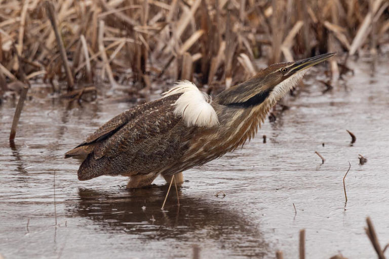 Search returns for PEI.'s 'secretive' marsh birds