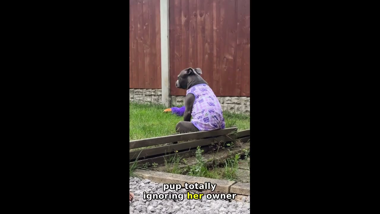 Grumpy dog ignores owner while sitting on fence in Sheffield
