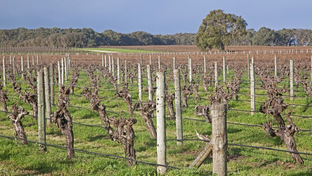Taylors Wines warns tax changes could push move overseas