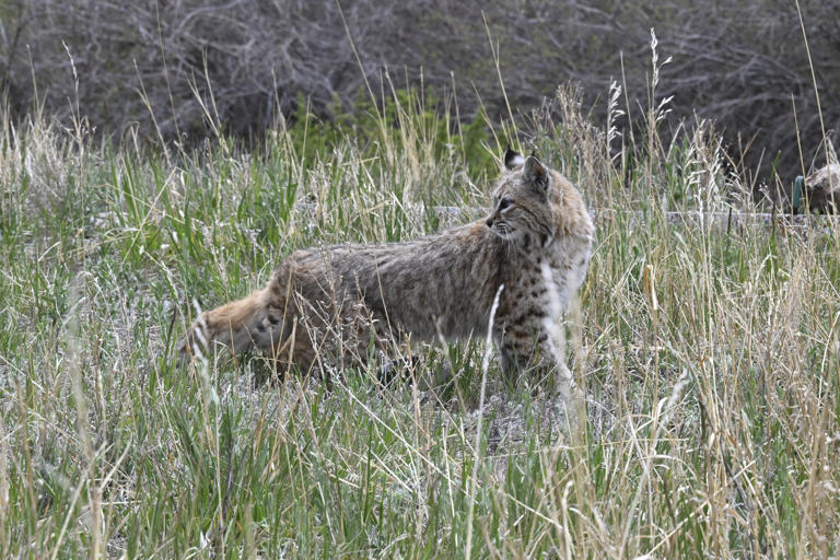 Bobcat released back into the wild in the San Luis Valley