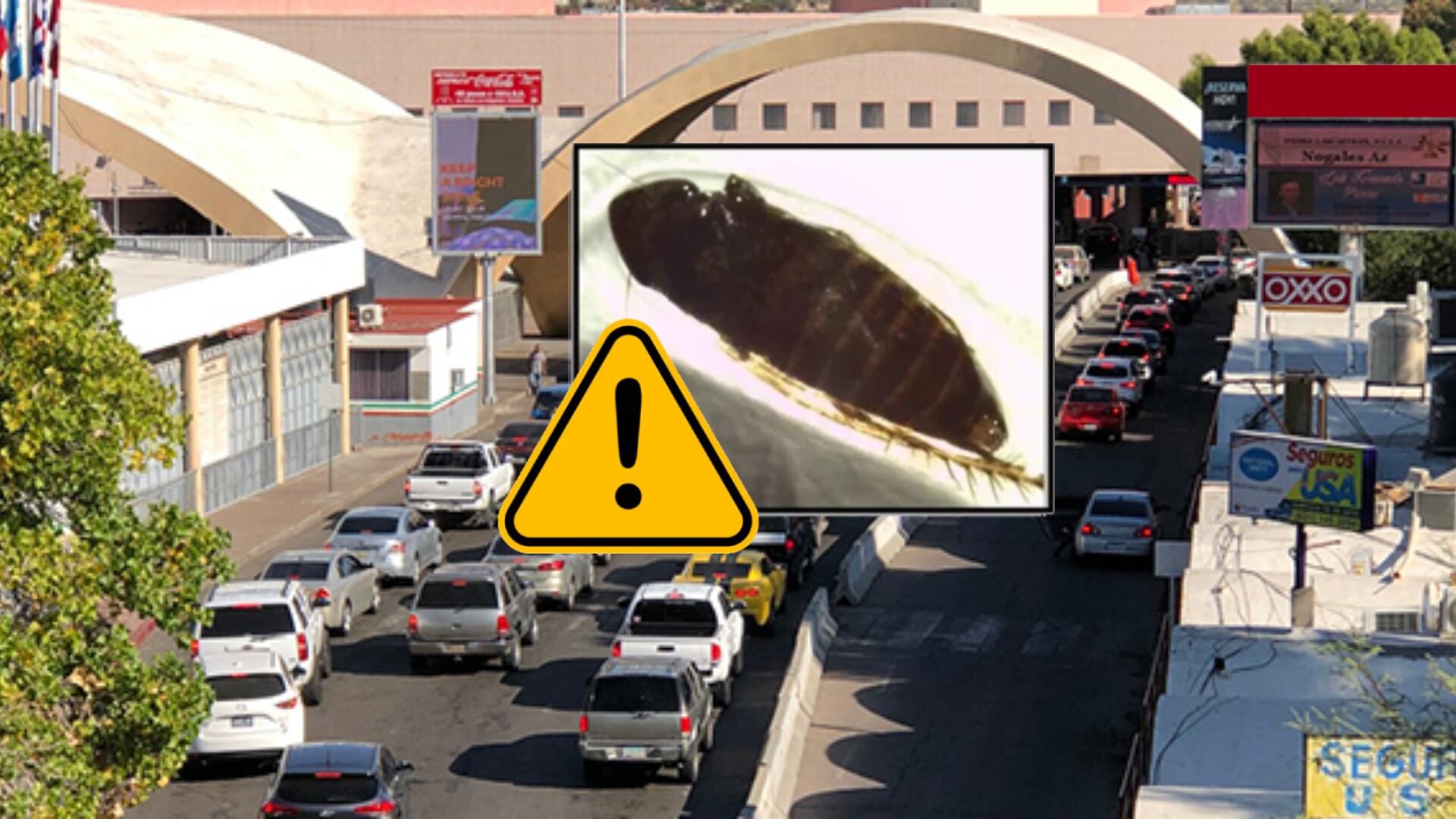 EEUU señaló a México por una “extraña” plaga agrícola que detectó en ...