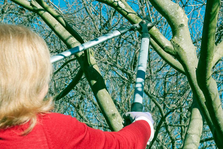 Can I trim my neighbour's tree if it's hanging over my garden - follow ...