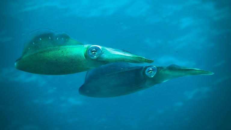 A robot submarine off Western Australia just filmed a giant phantom ...