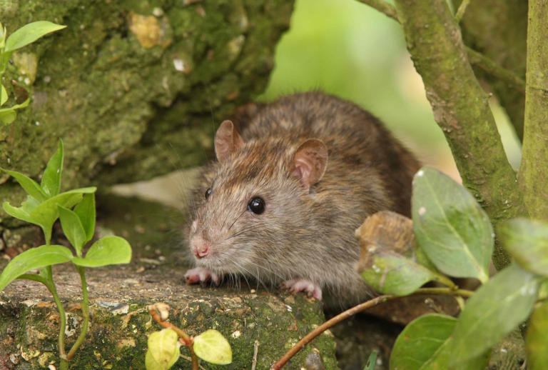 How to keep rats out of the garden—6 easy, natural methods that work