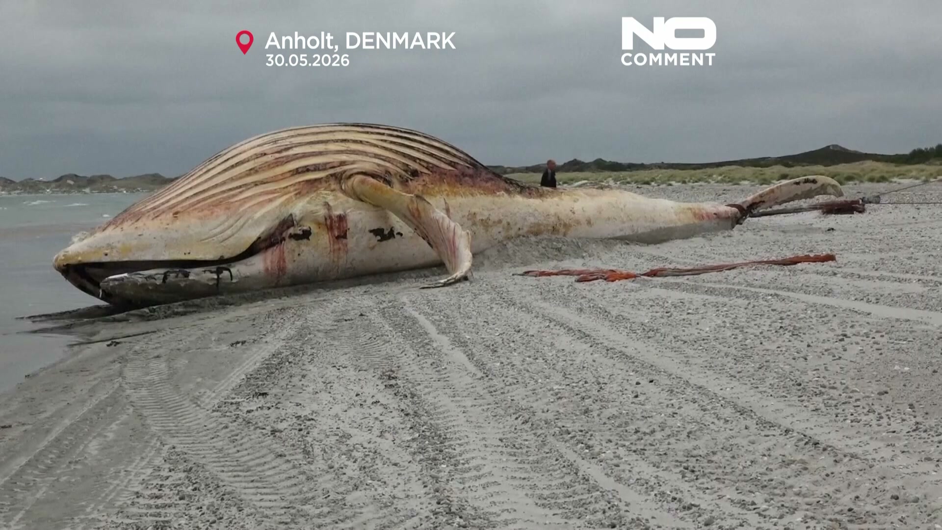 'Timmy' the humpback whale hauled ashore on Danish island