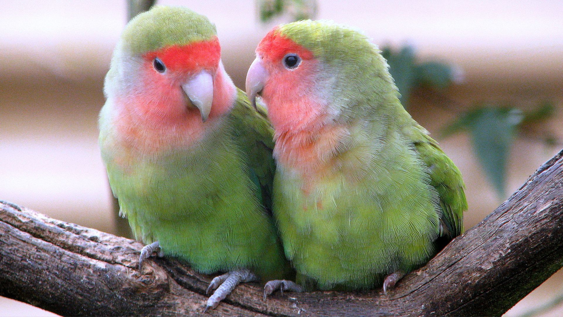 Pet birds that like to be handled