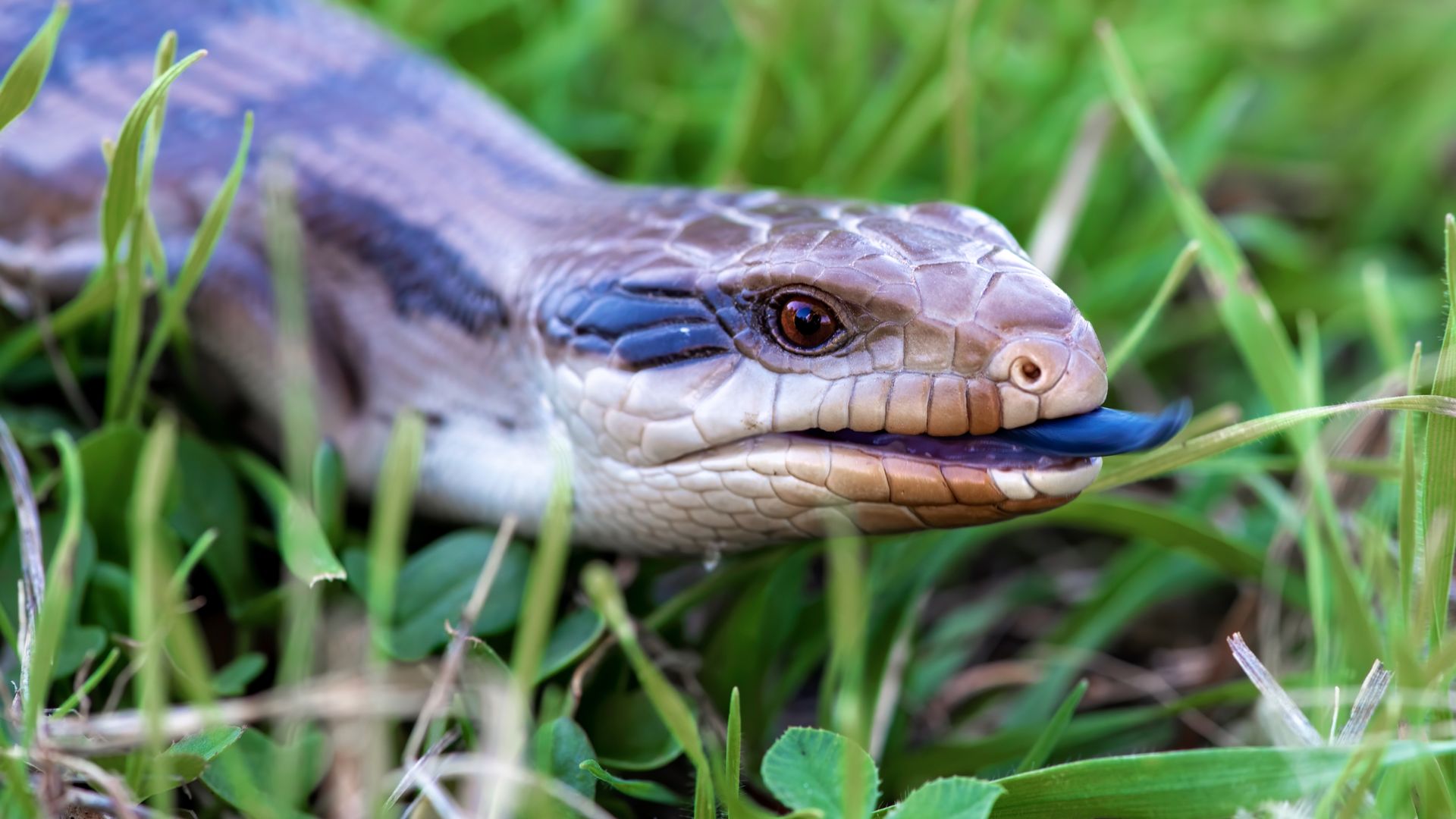 Low-maintenance reptiles that make great pets