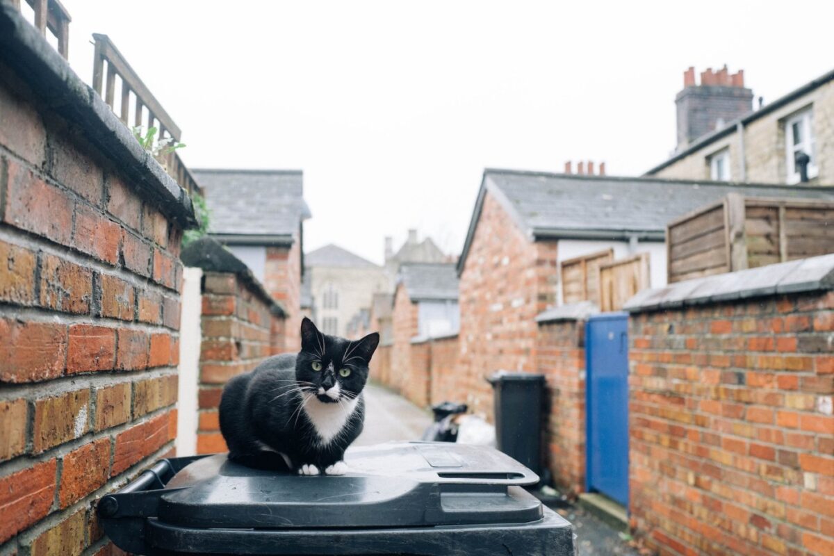 Cats are famously clean animals — so here’s why yours might suddenly smell