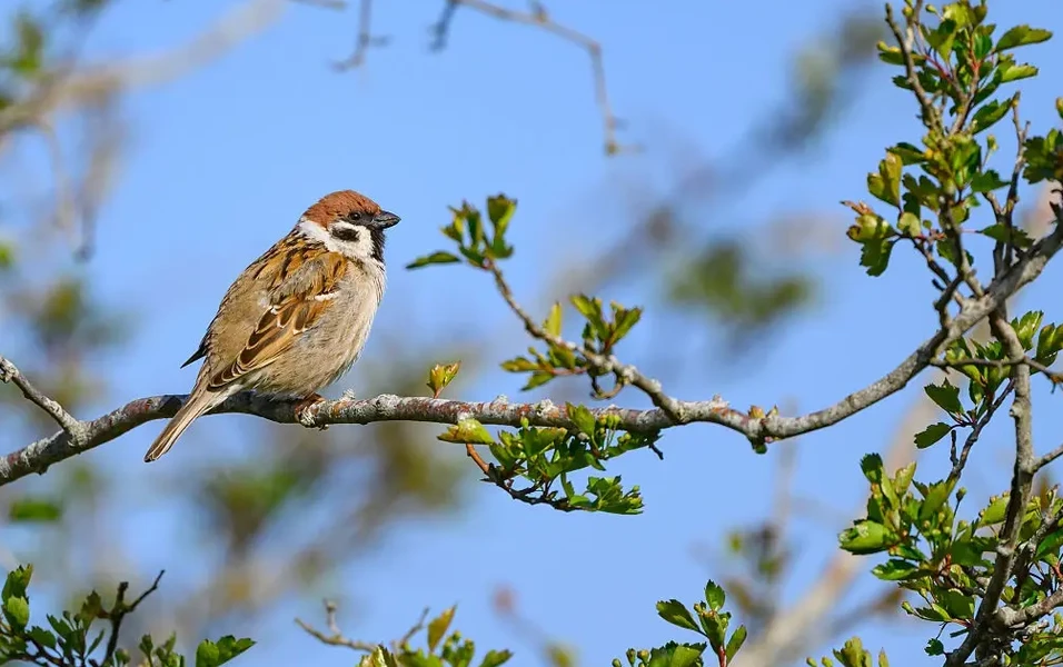 Experts urge homeowners to create sparrow-friendly yards