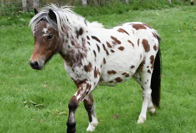 Hunt underway for two rare miniature horses stolen from farm in Kent