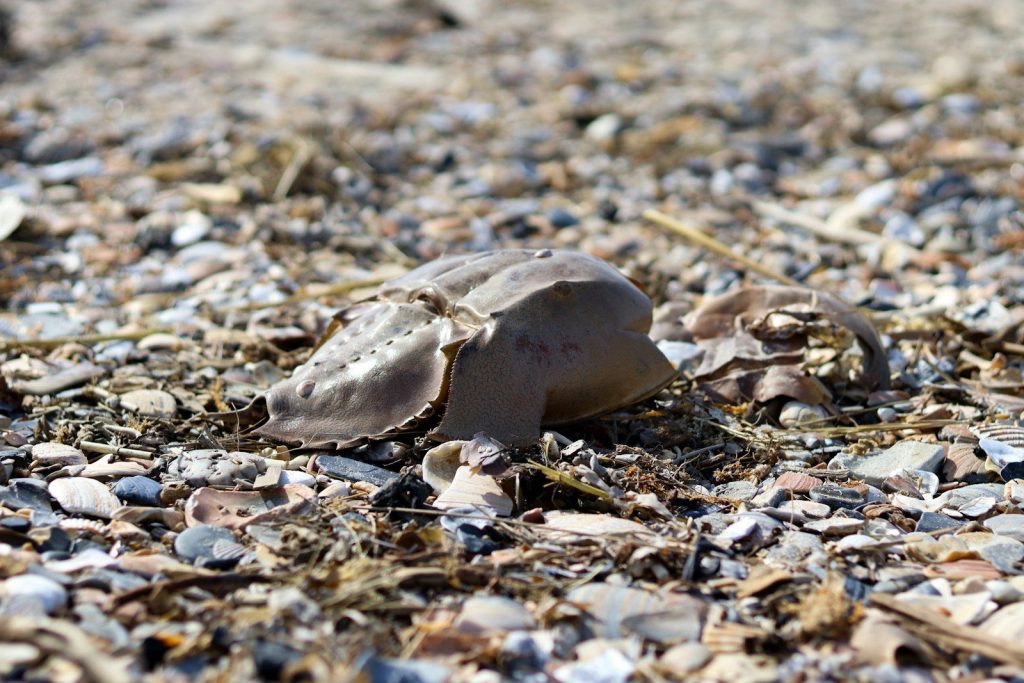 7 ancient animals that are still alive today (living fossils)