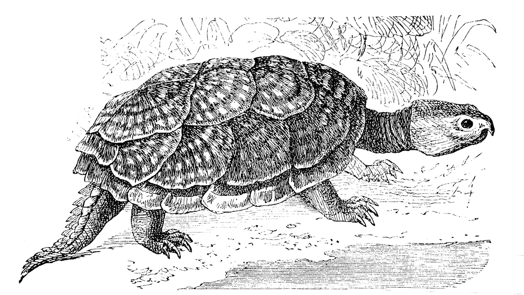 Snapping turtles and their wild freshwater world